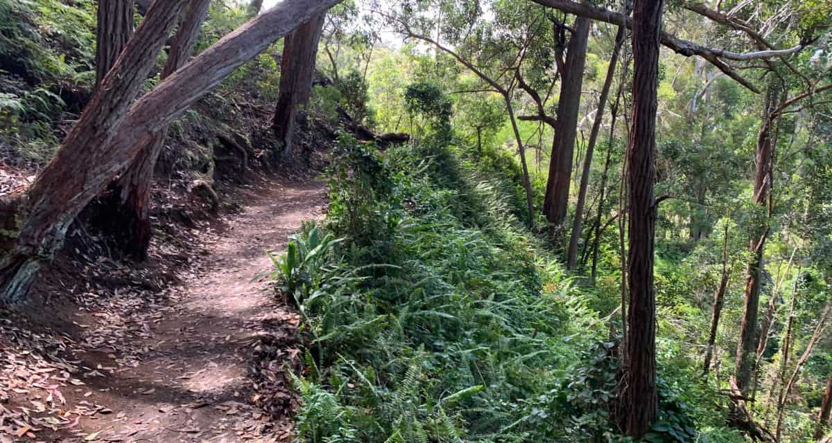 Aiea Loop Trail - Yes to Hawaii