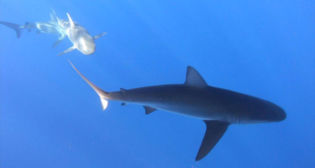 Swim with Sharks…on purpose - Yes to Hawaii